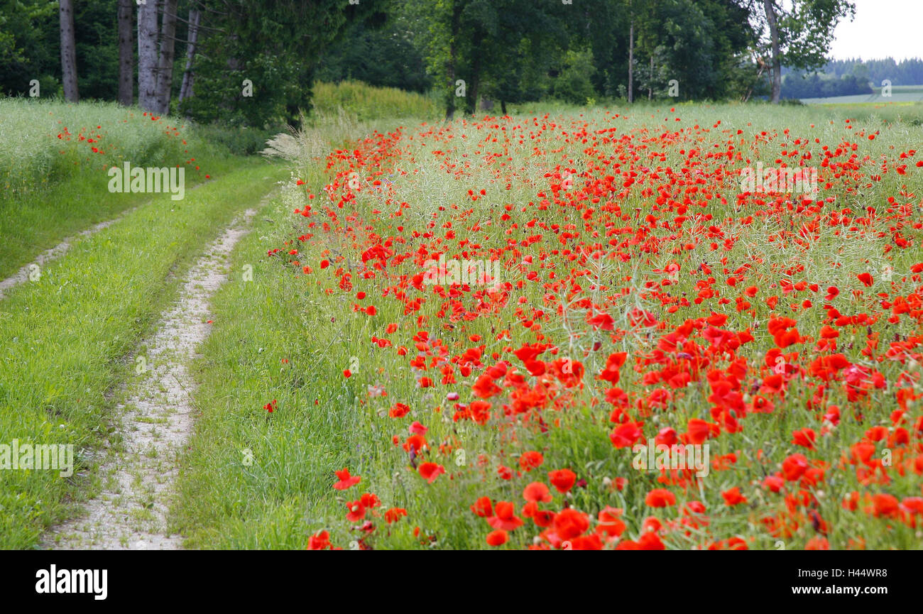 Field path hi-res stock photography and images - Alamy