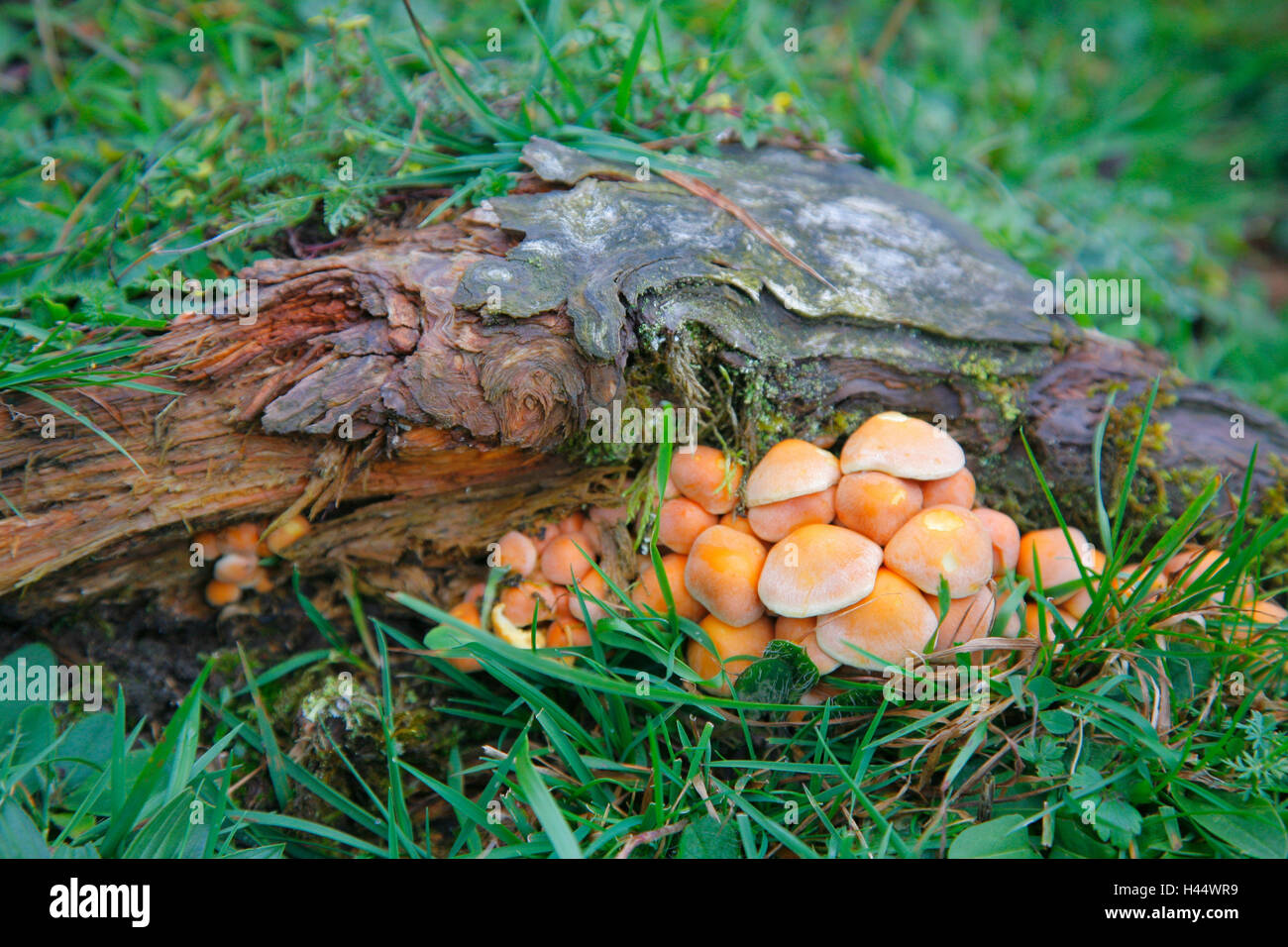 Roots fungi hi-res stock photography and images - Alamy