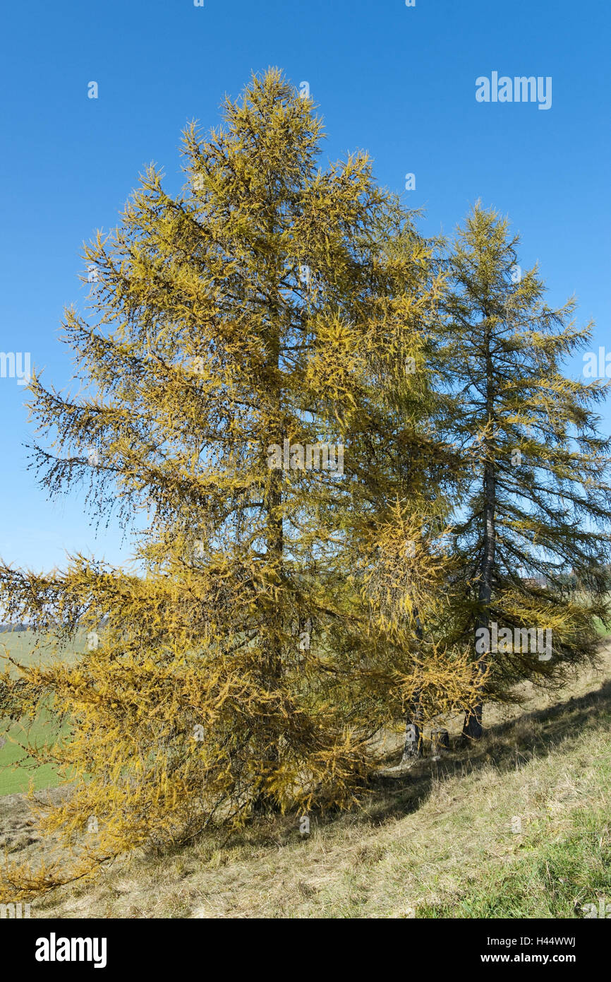 European larches, autumn staining, Zollernalbkreis, pine plants ...