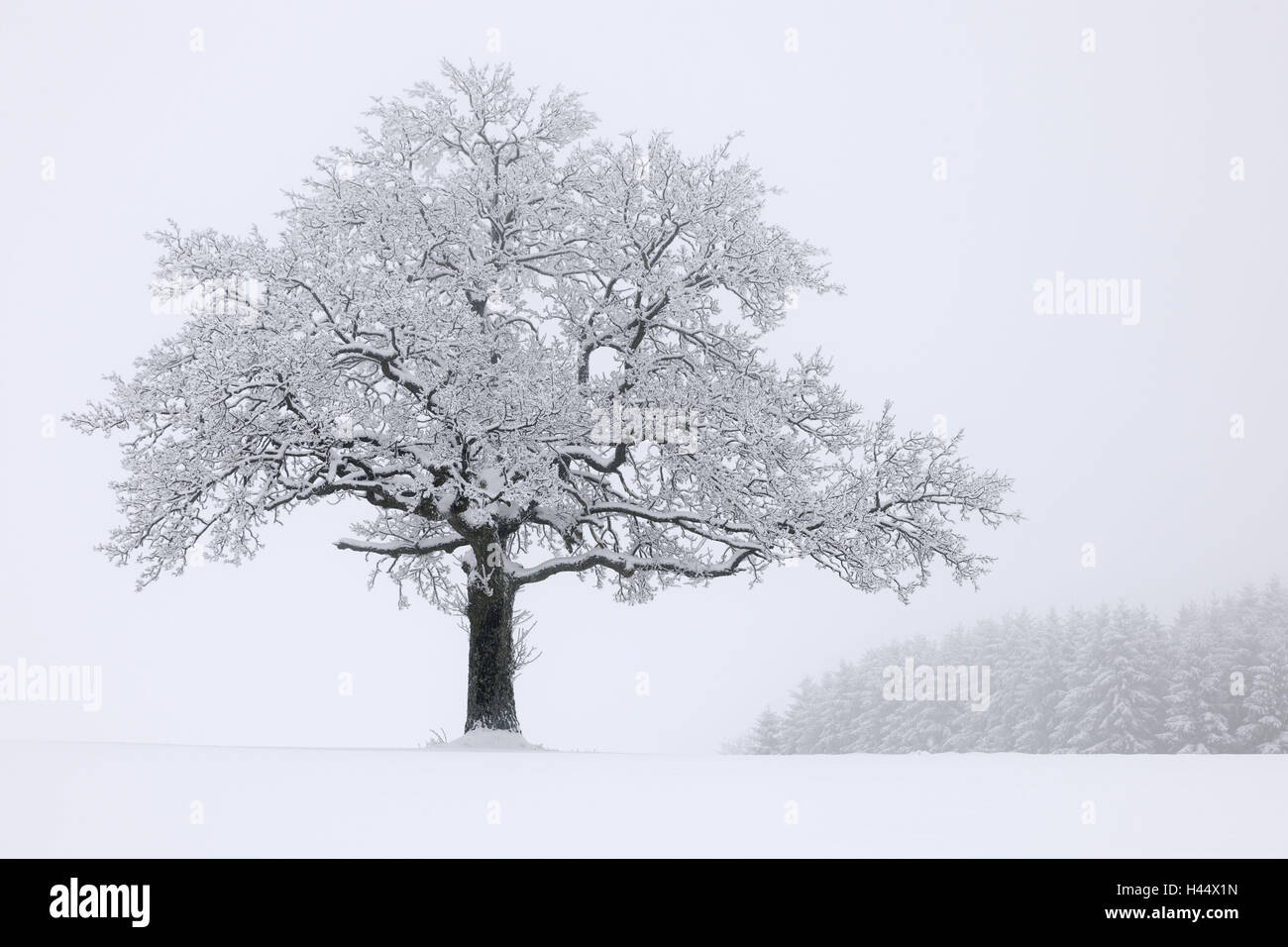 Common oak, Quercus robur, winter Stock Photo - Alamy