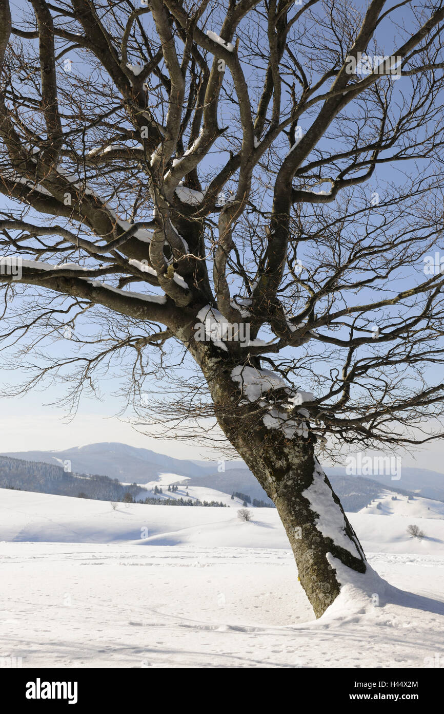 Copper beech, Fagus sylvatica, winter Stock Photo - Alamy