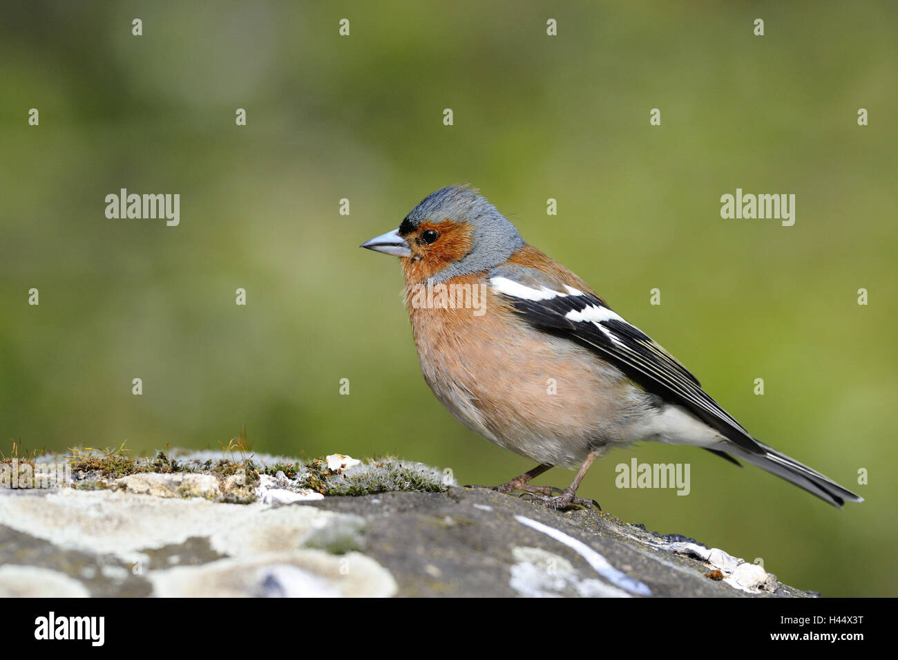 Fringilla hi-res stock photography and images - Alamy