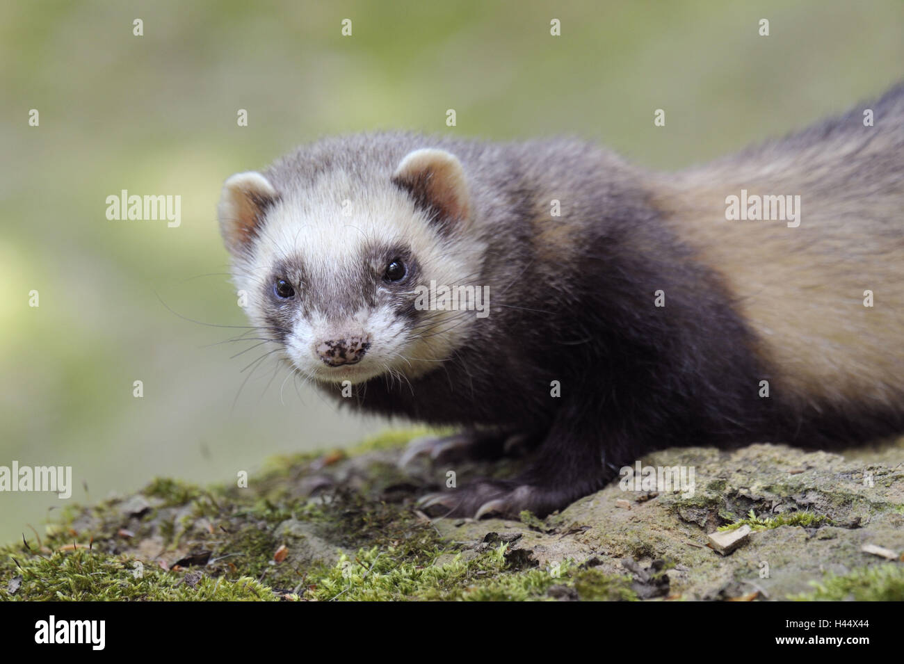 Ferrets, Mustela putorius furo Stock Photo - Alamy