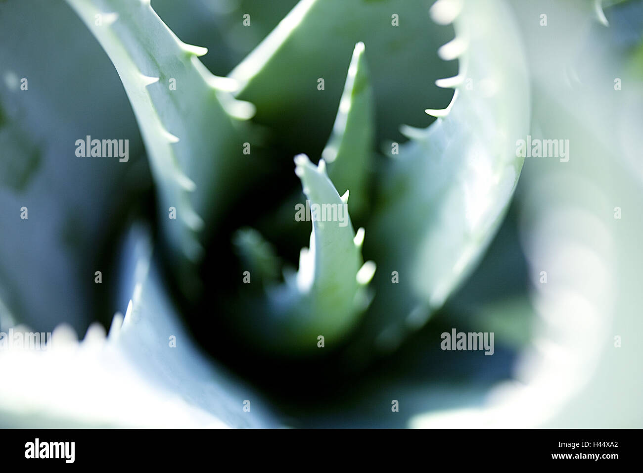 Natural aloe vera leaves hi-res stock photography and images - Alamy