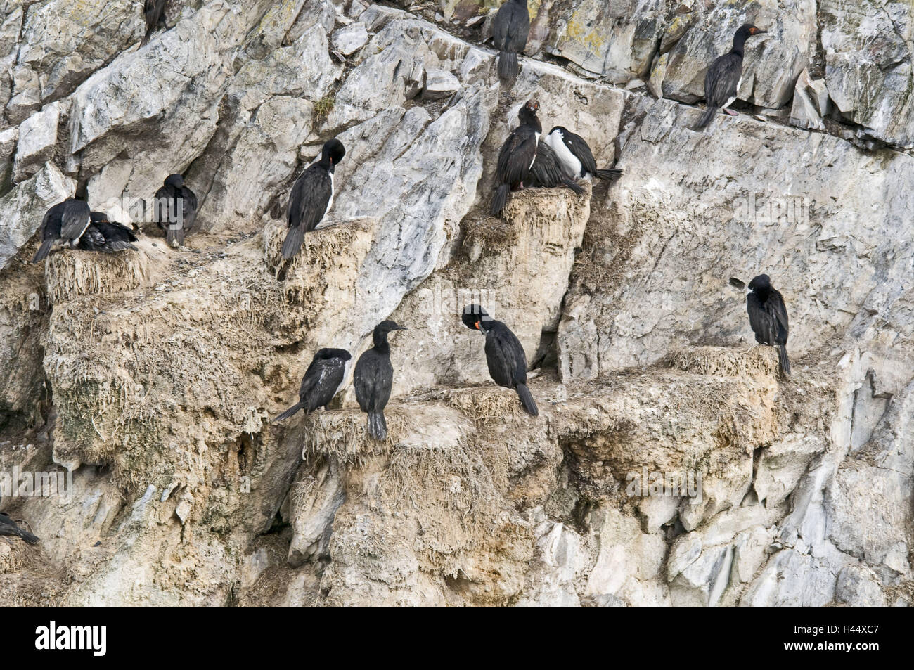 Argentina, Tierra del Fuego, beagle channel, island Alicia, bird's ...