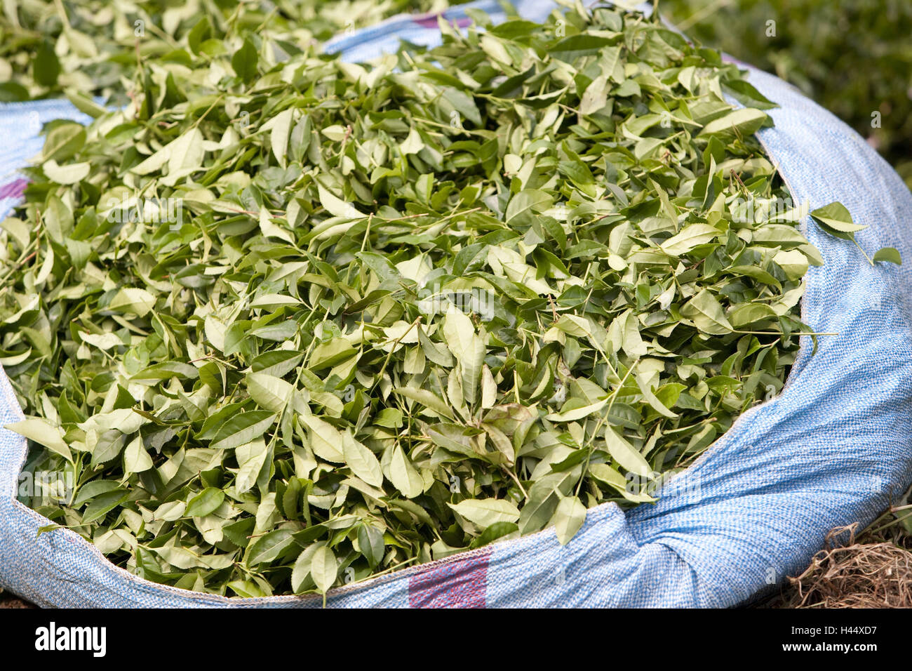 Turkey tea plantation hi-res stock photography and images - Alamy