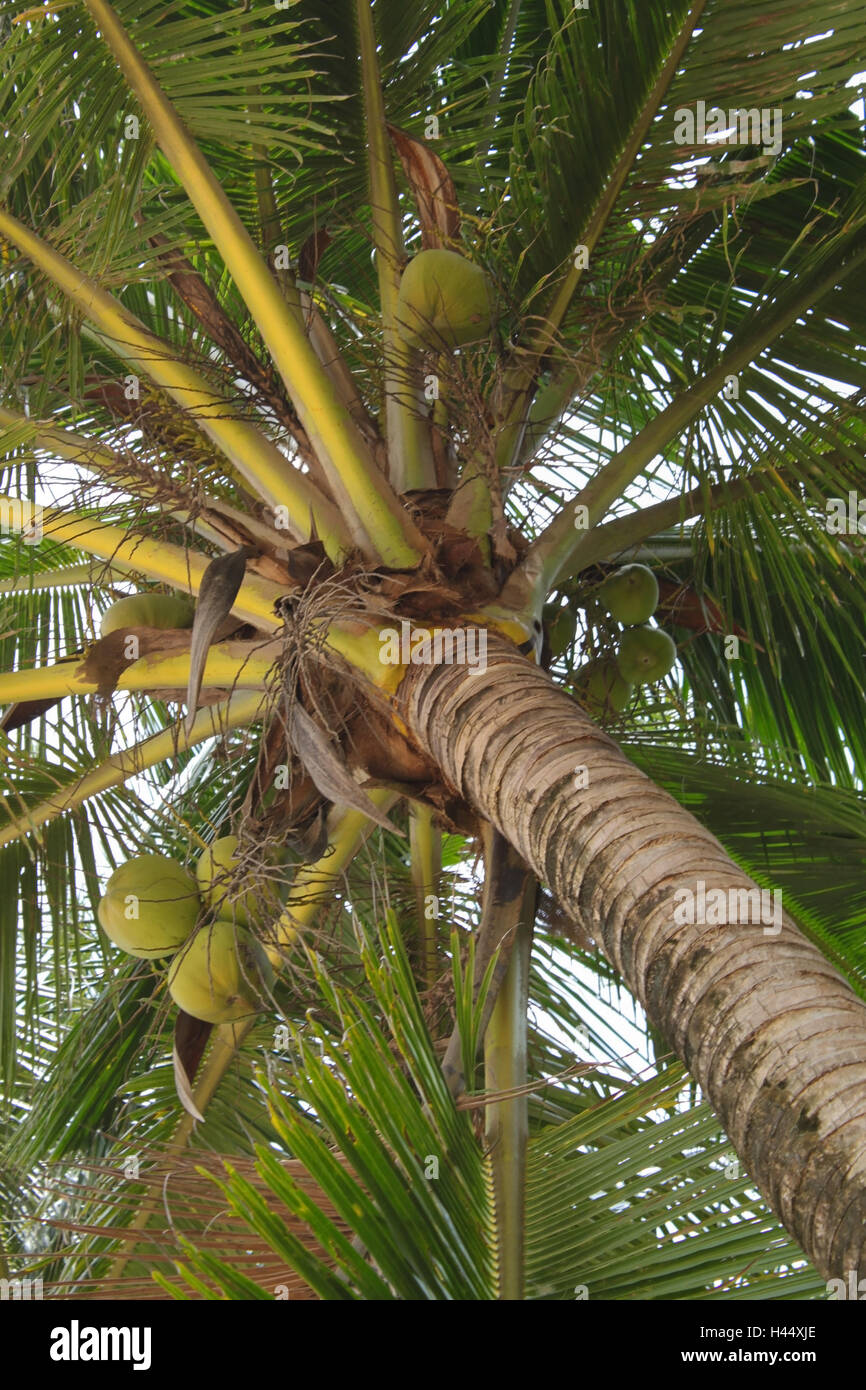 a palm tree and shining sun over bright sky background Stock Photo - Alamy