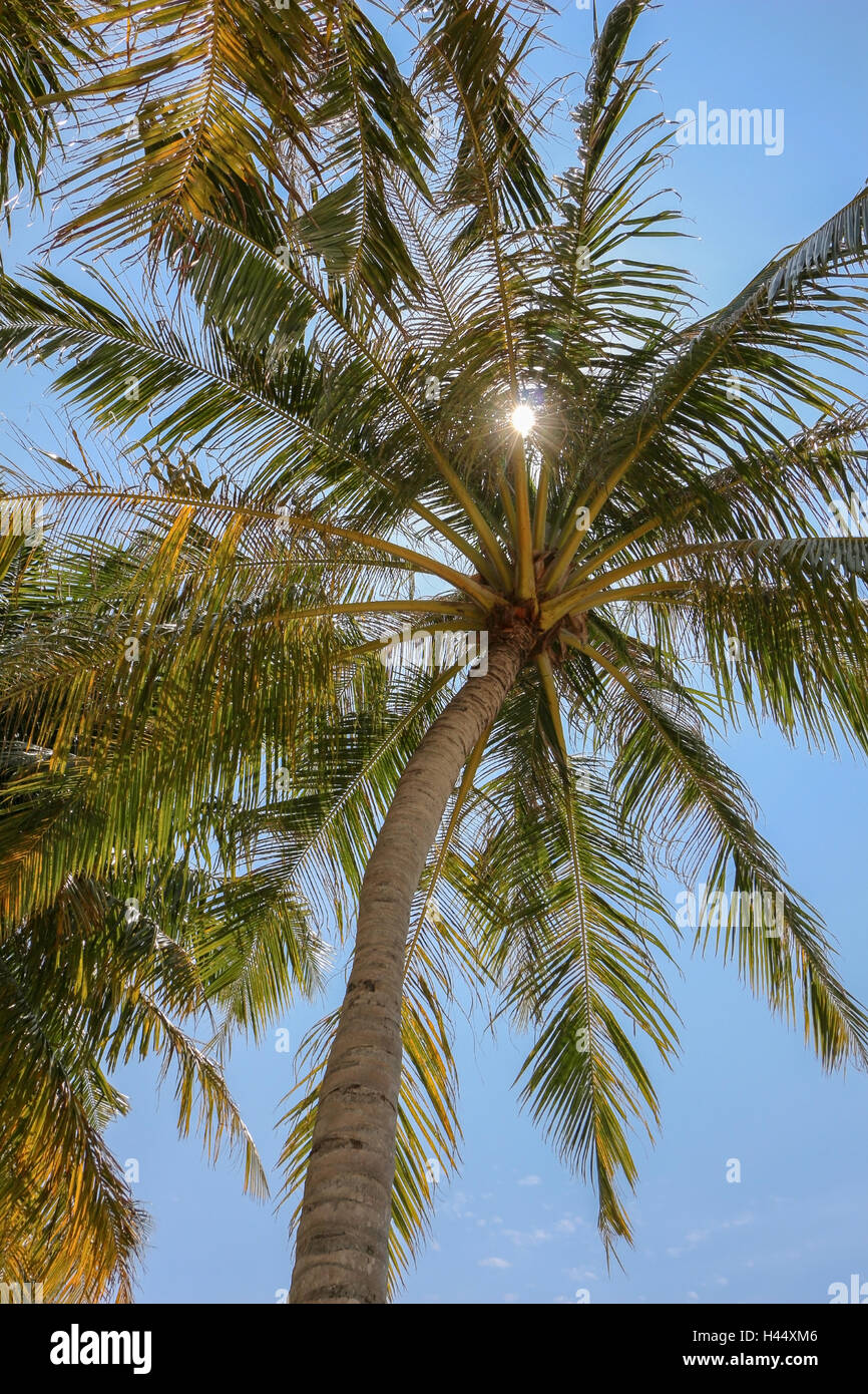 a palm tree and shining sun over bright sky background Stock Photo - Alamy