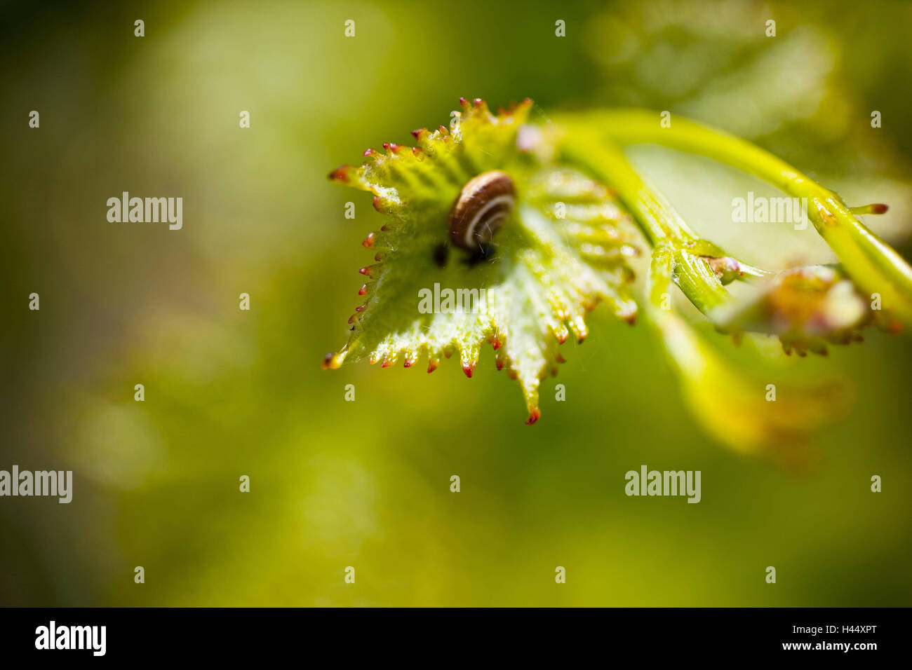 Plant instinct, leaves, escargot, close up, plant, nature, vegetation ...