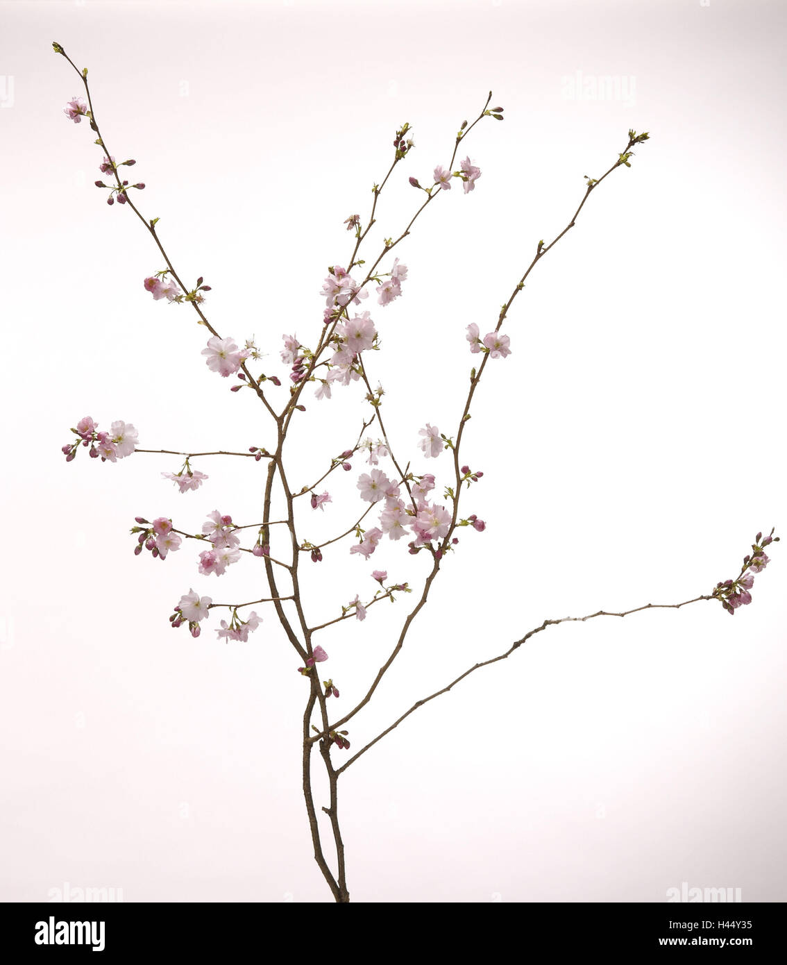 Branch with blossoms Stock Photo - Alamy