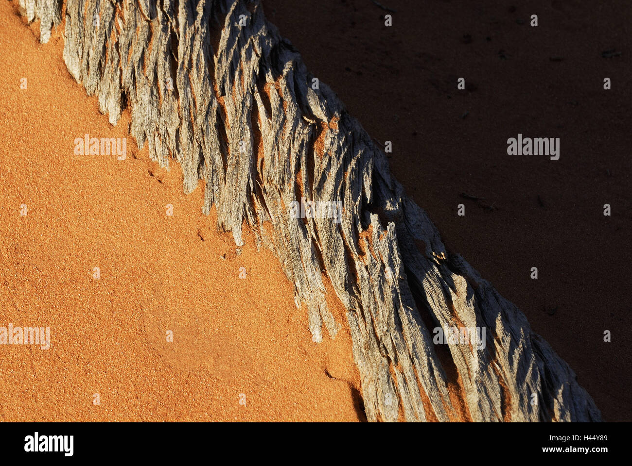 Weather beaten trunk hi-res stock photography and images - Alamy