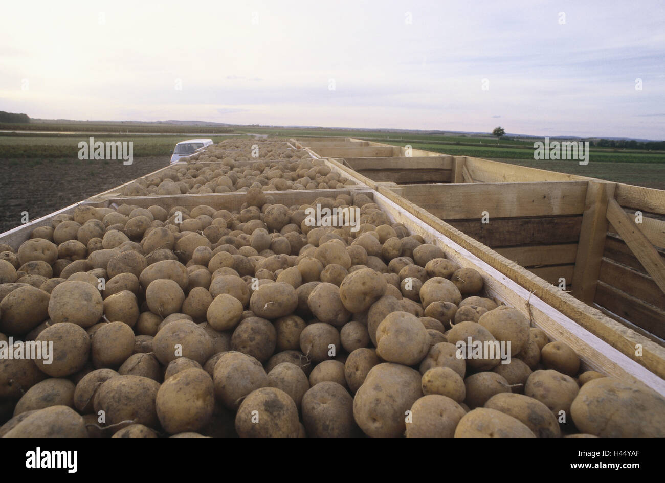 Field, crop potatoes, container, detail, Austria, Lower Austria ...