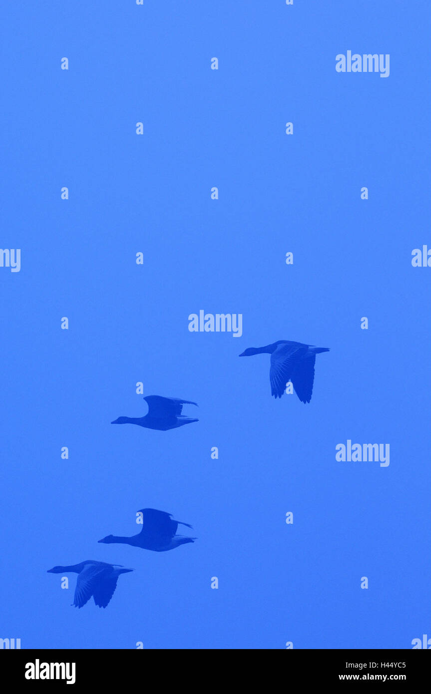 Gray geese, flight Stock Photo - Alamy