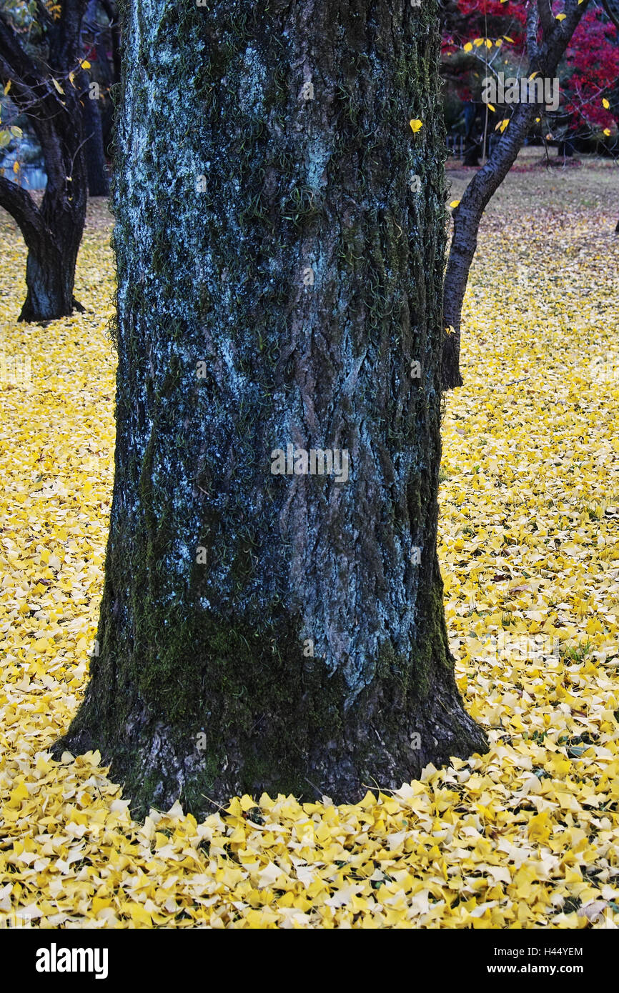 Tree-trunks, detail, Ginko-Laub, Series, nature, vegetation, botany ...