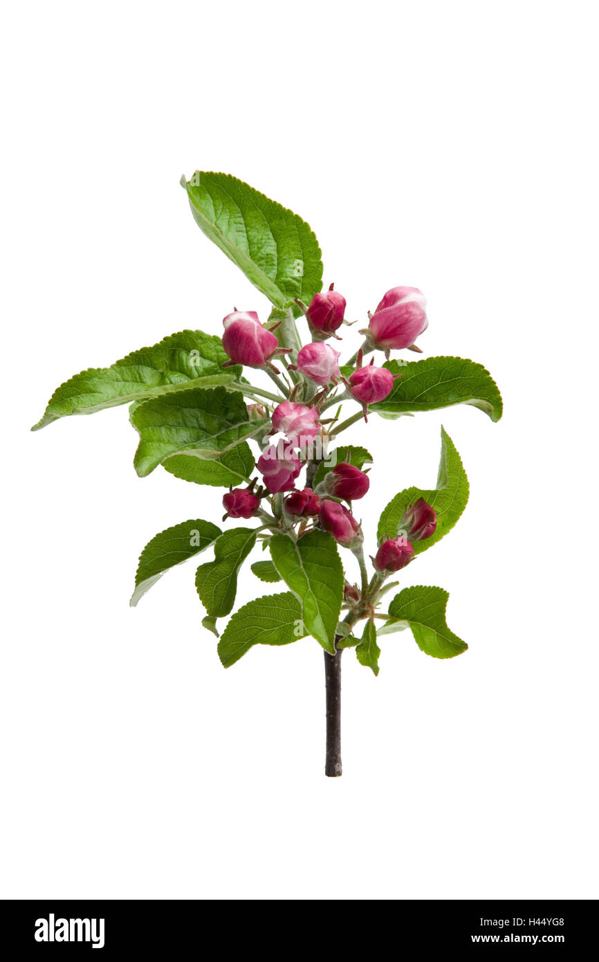 Fork, apple blossom, cut out Stock Photo - Alamy