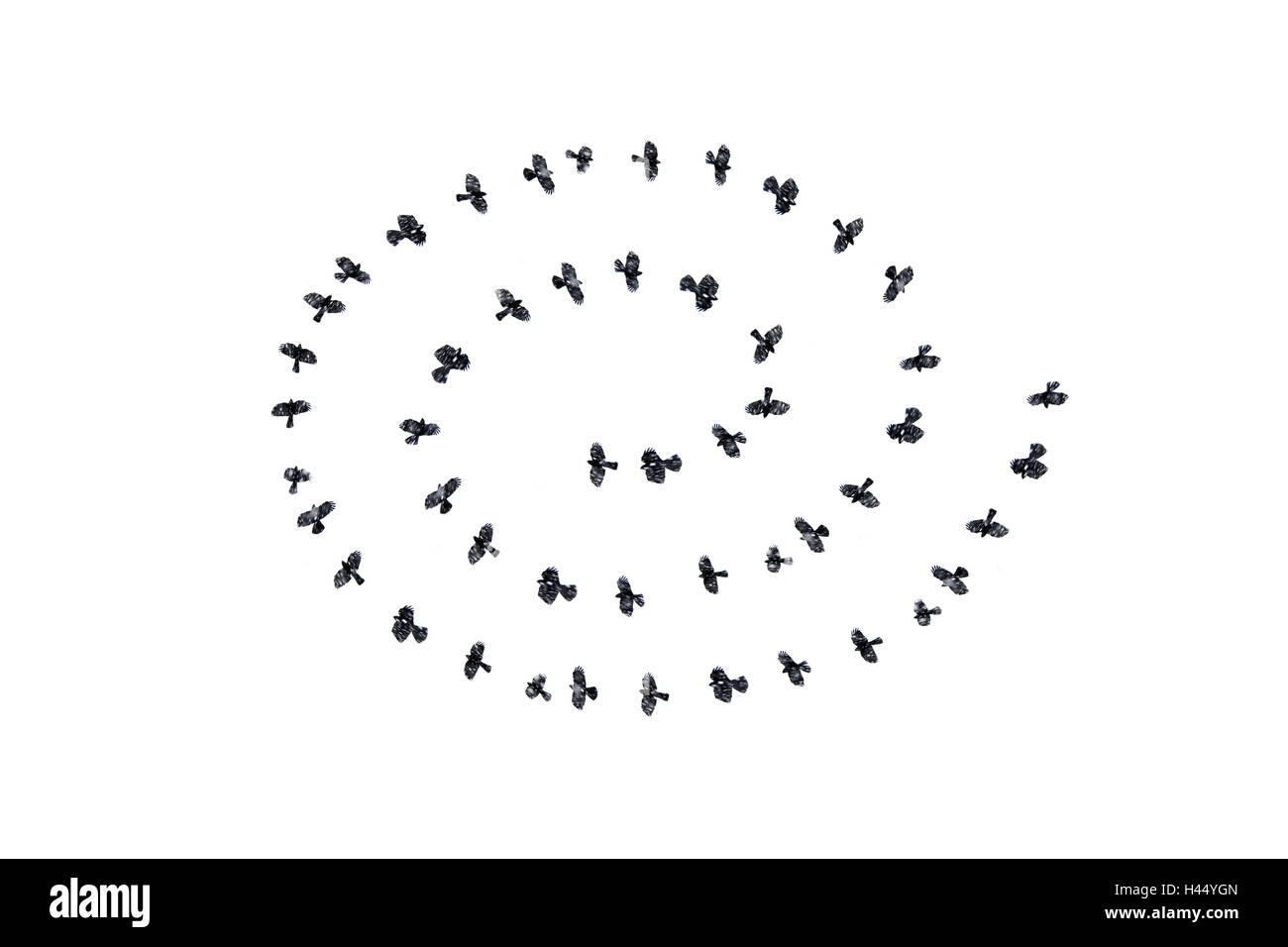 Raven birds Cut Out Stock Images & Pictures - Alamy