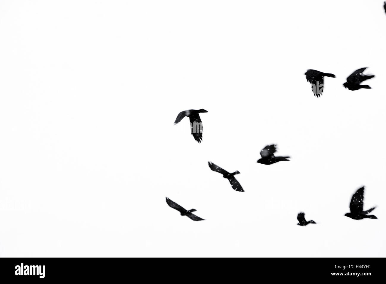 Corvids hi-res stock photography and images - Alamy