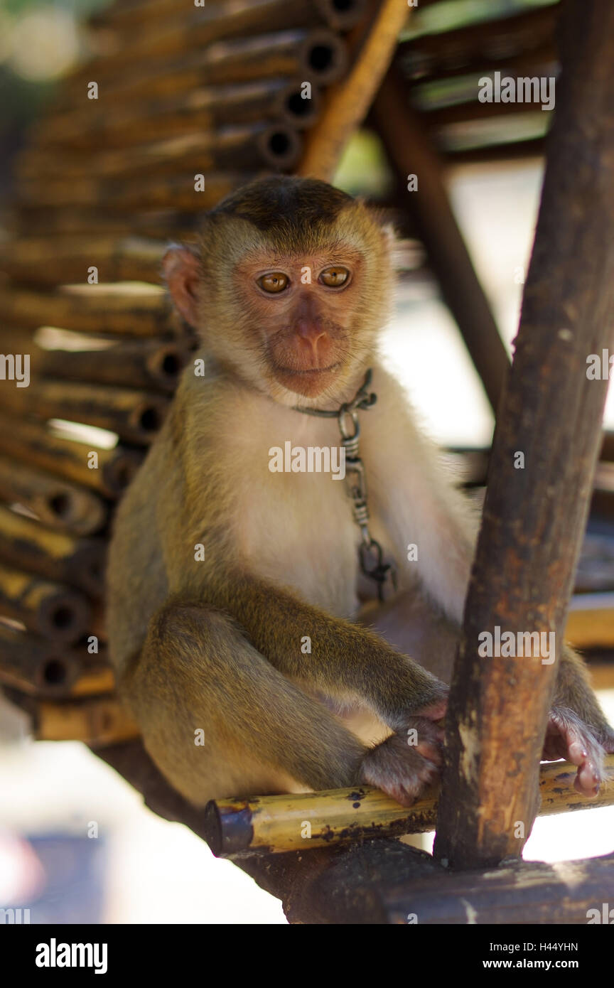 Monkey in chains hi-res stock photography and images - Alamy