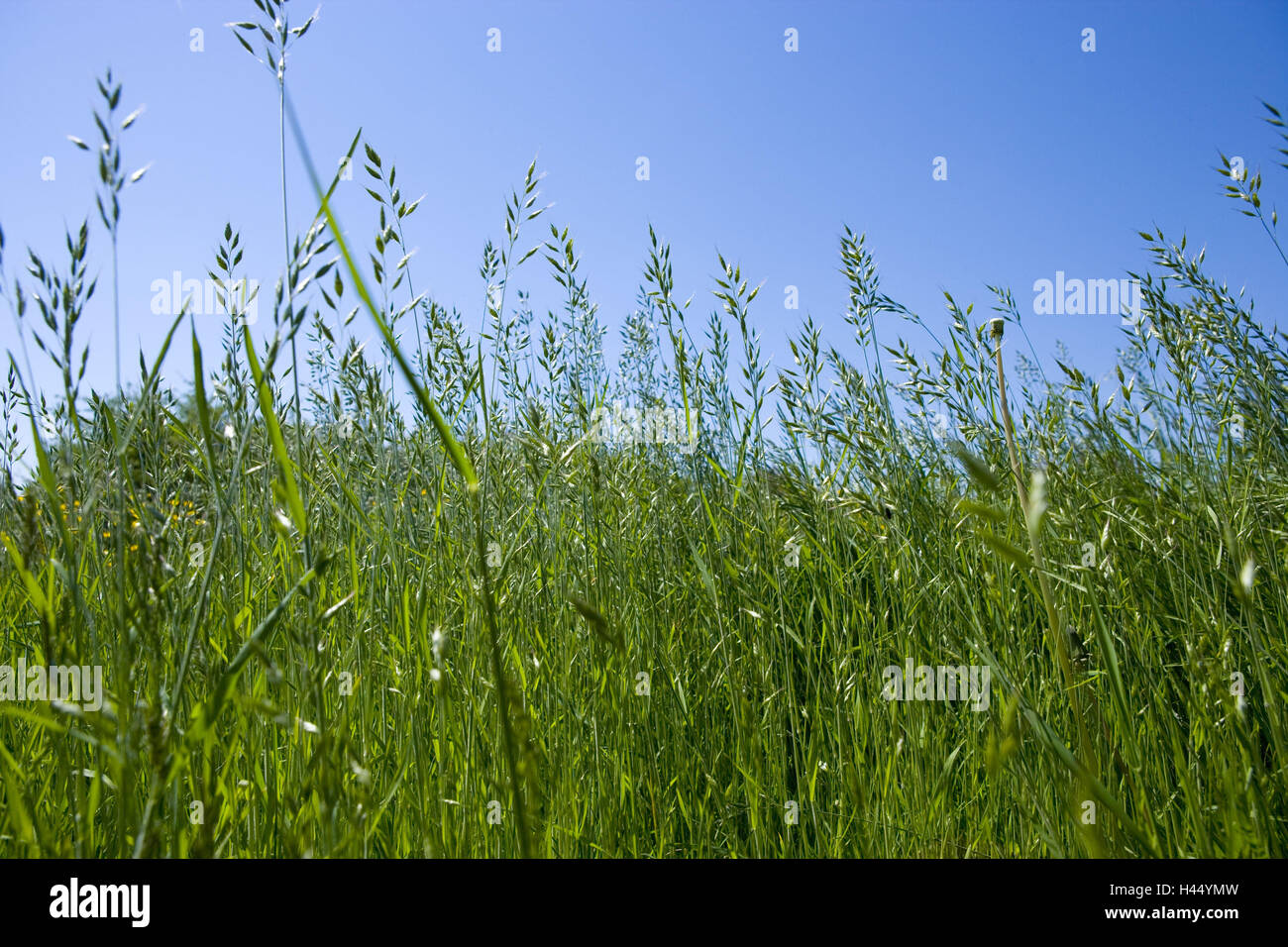 blossoming grasses, pollination Stock Photo - Alamy