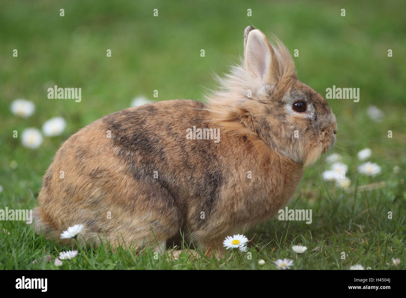Meadow, pygmy rabbit, sit, daisies, pet, garden, grass, rabbit, animal ...