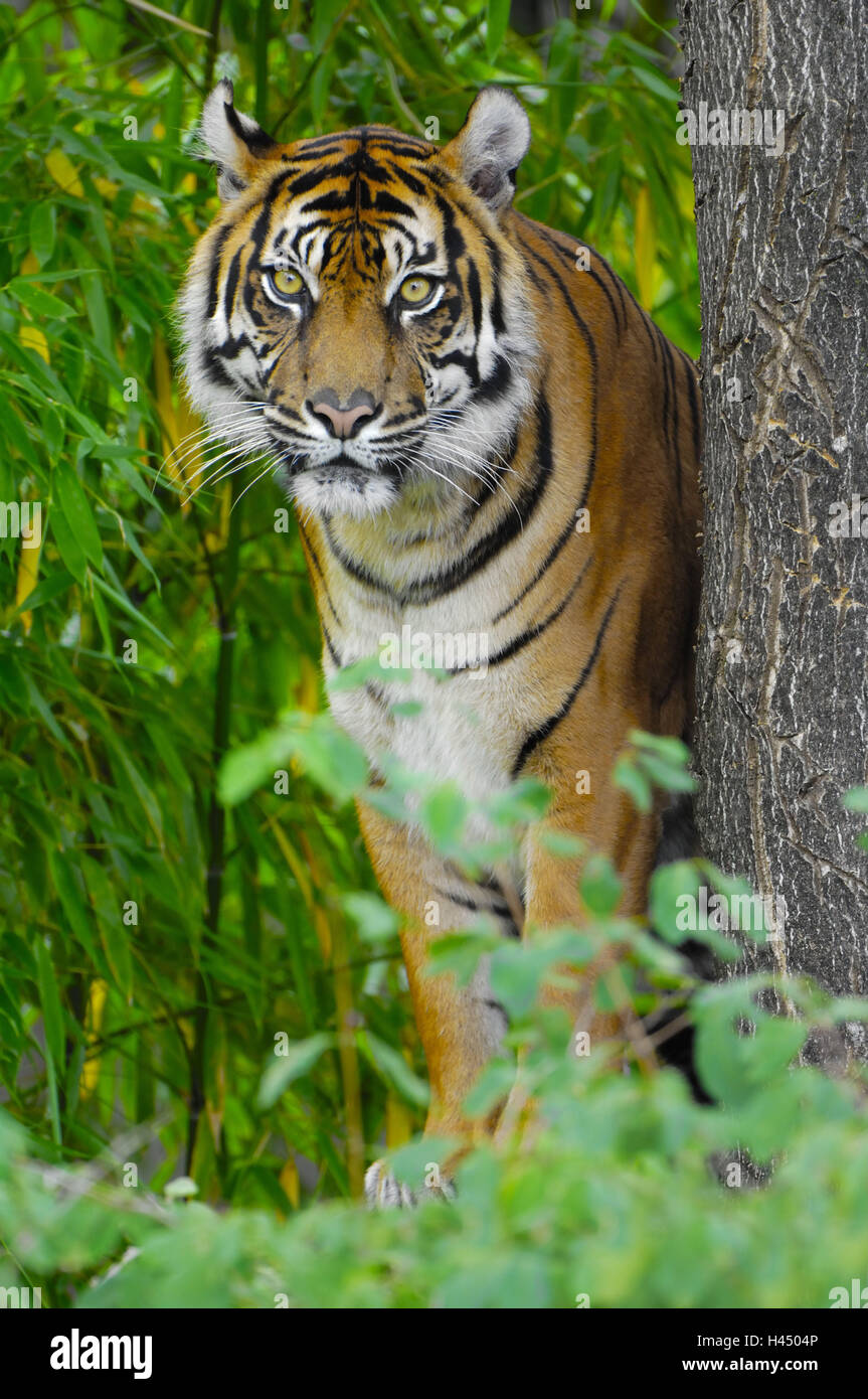 Sumatra tiger, Panthera tigris sumatrae, view camera, animal portrait ...
