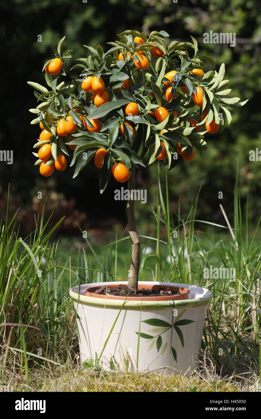 Kumquat, Fortunella margarita, fruits, Kumquats, pound sign plant, tree ...