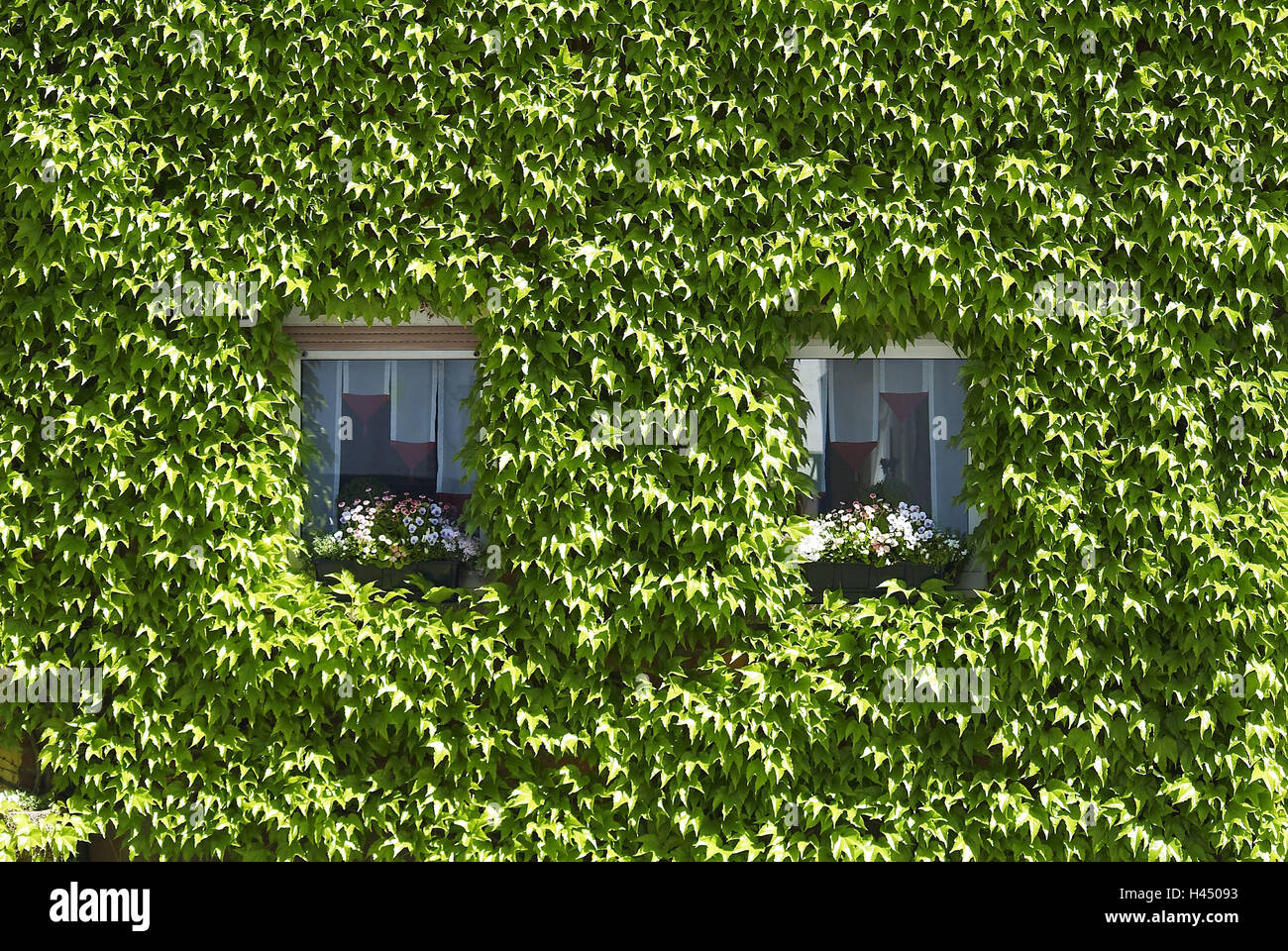 Overgrown Vine High Resolution Stock Photography and Images - Alamy