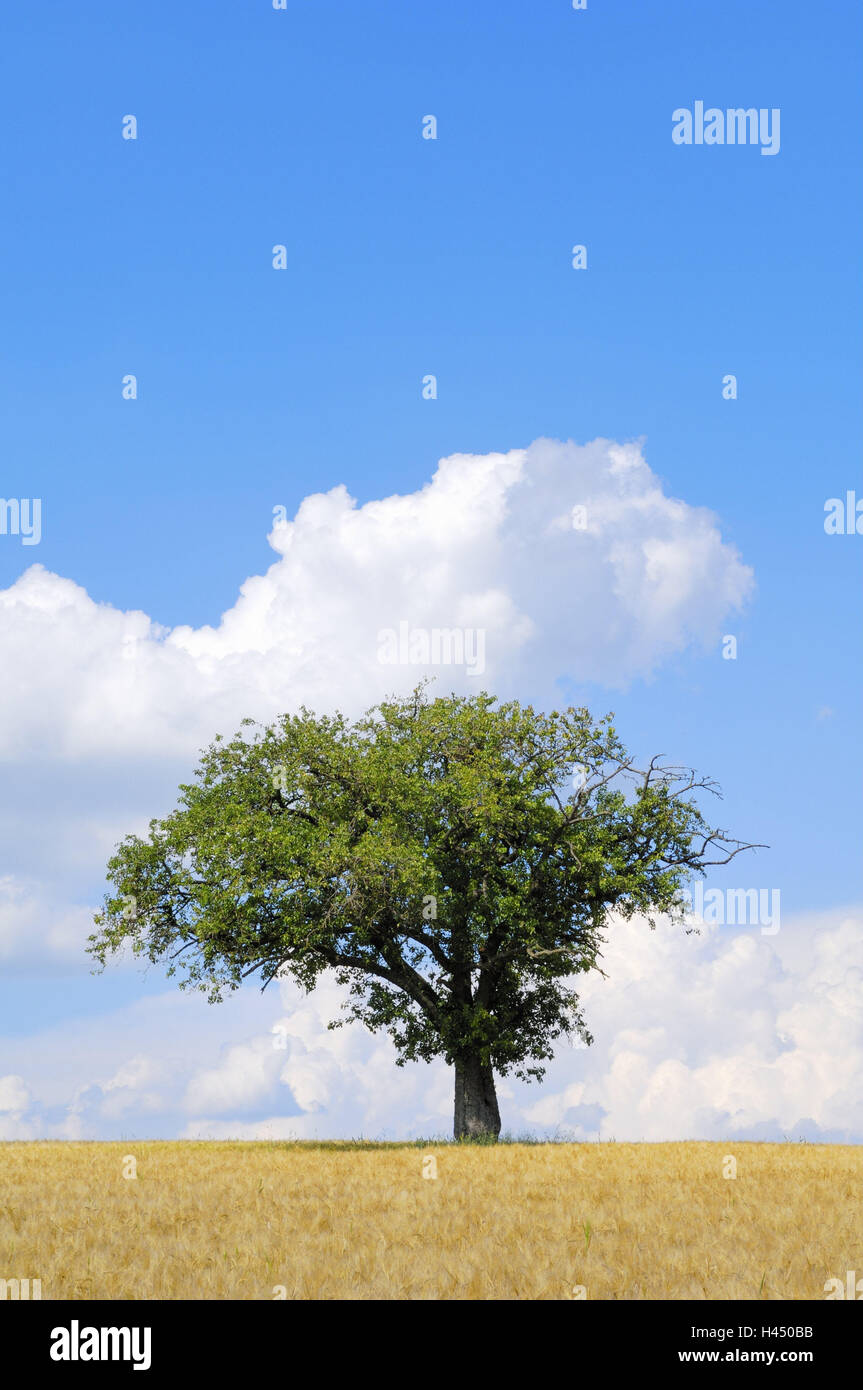 Apple-tree, field, tree, loneliness, undrawn, summer, grain-field ...