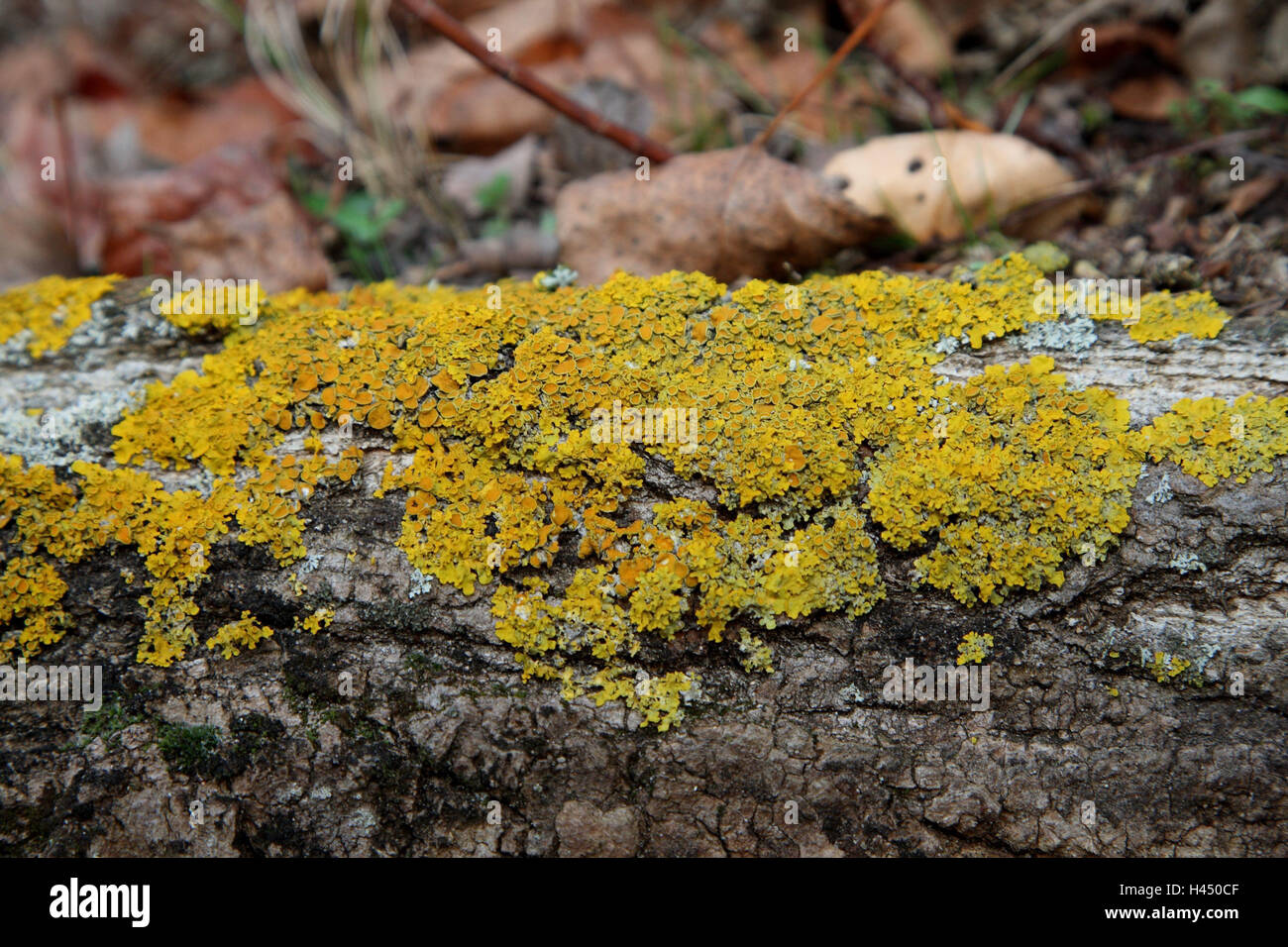 Trunk, lichen, detail, nature, wood, botany, plants, symbiosis, habitat ...