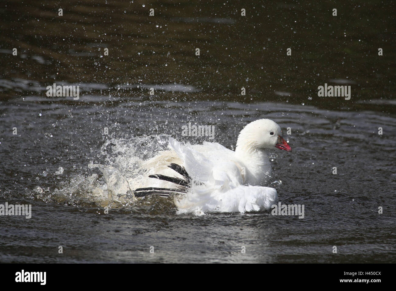 Dwarf's snow goose, Anser rossi cassin, water, have of a bath, goose ...