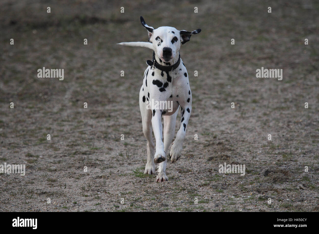 Dalmatians, run, run mammal, dog, pet, animal, dog breed, pedigree dog ...