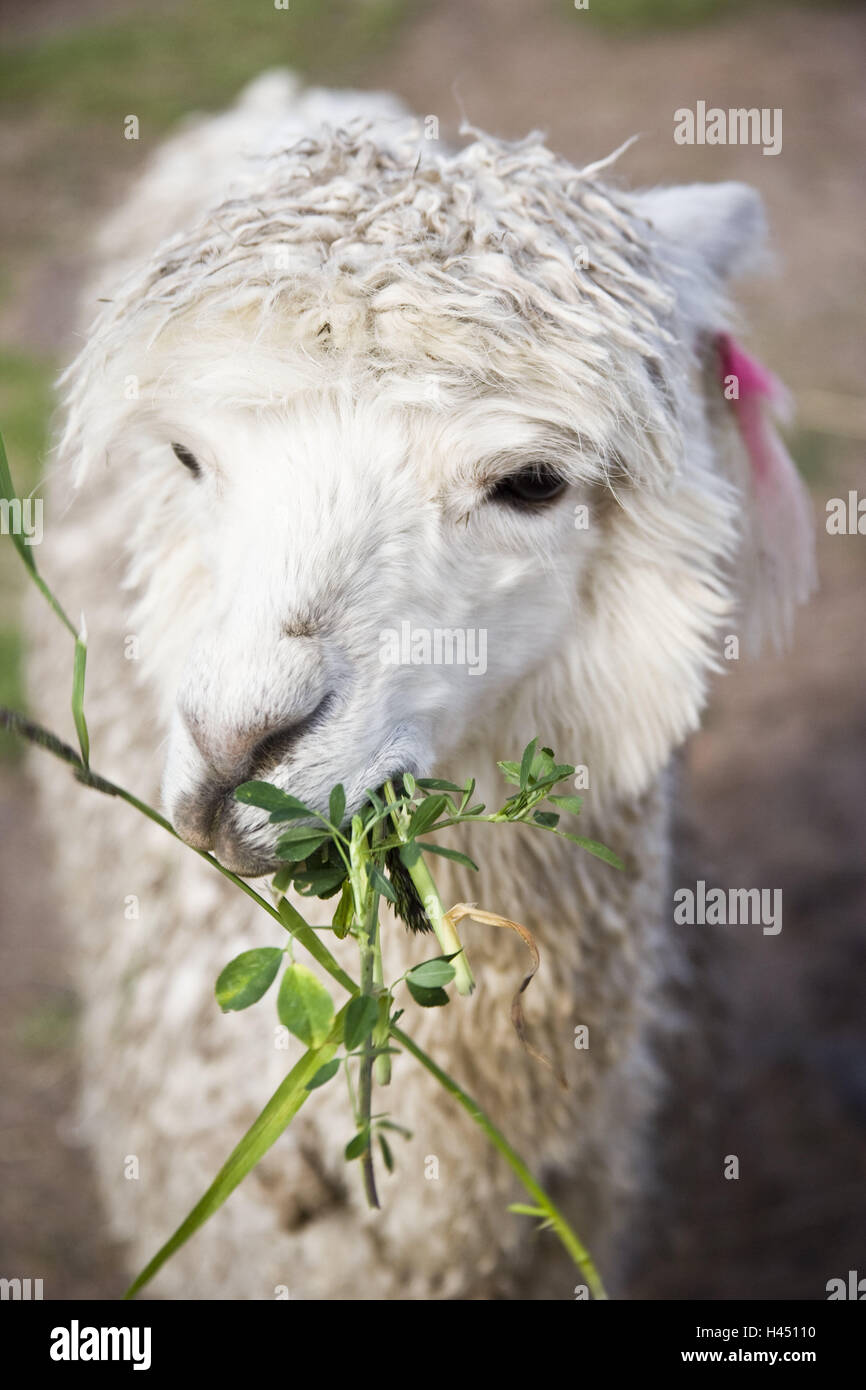 Peru, Puno, lama eating grass, South America Stock Photo - Alamy