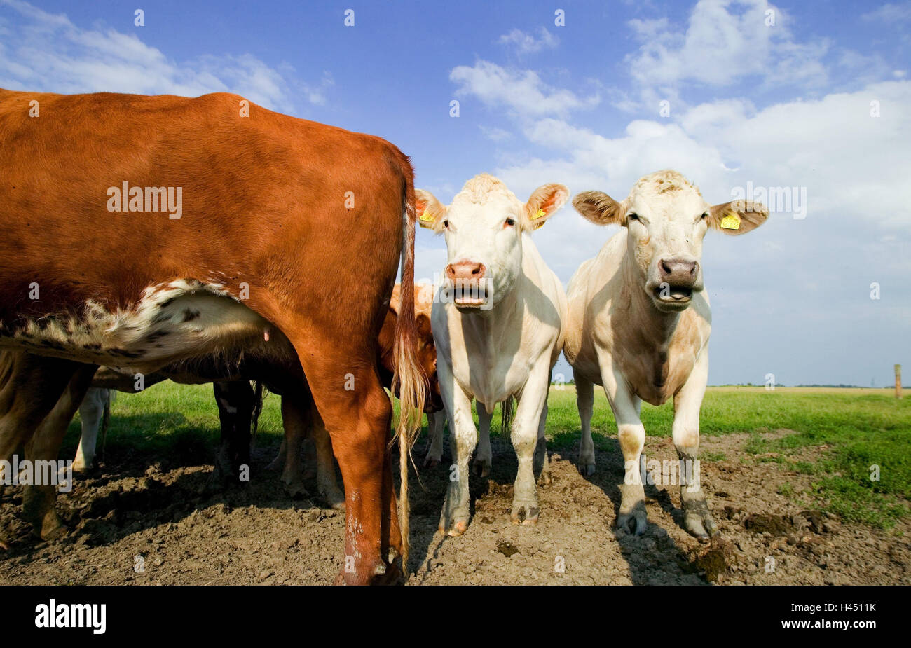 three cows on the pasture vertical Stock Photo - Alamy
