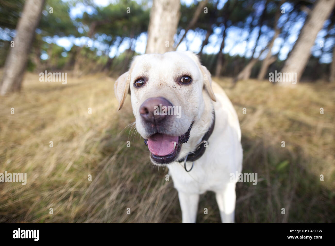 White Labradane