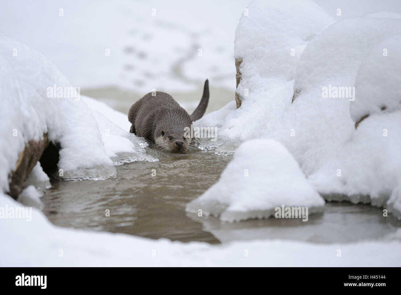 Otter brook hi-res stock photography and images - Alamy
