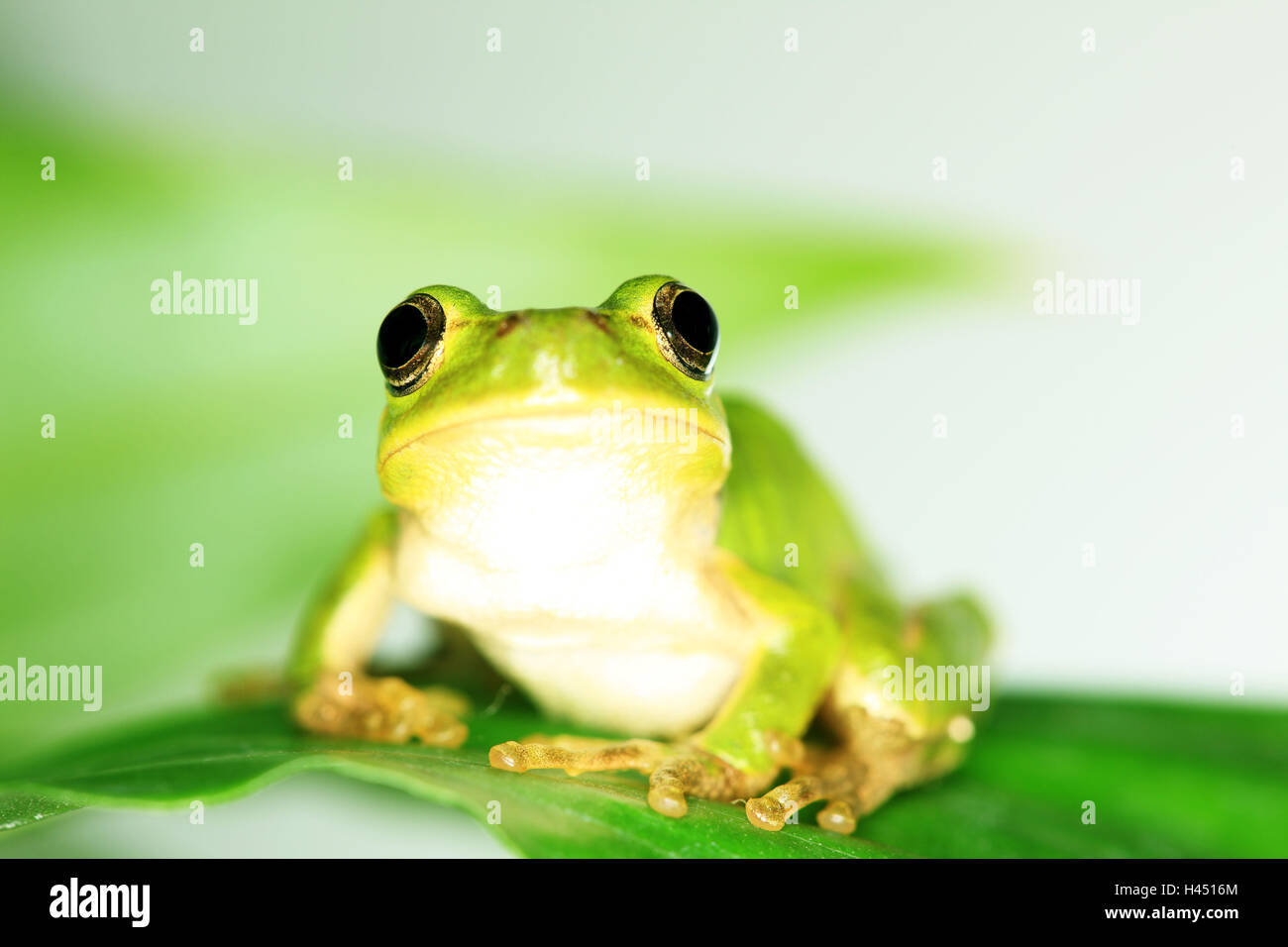 Leaves, tree frog Stock Photo - Alamy