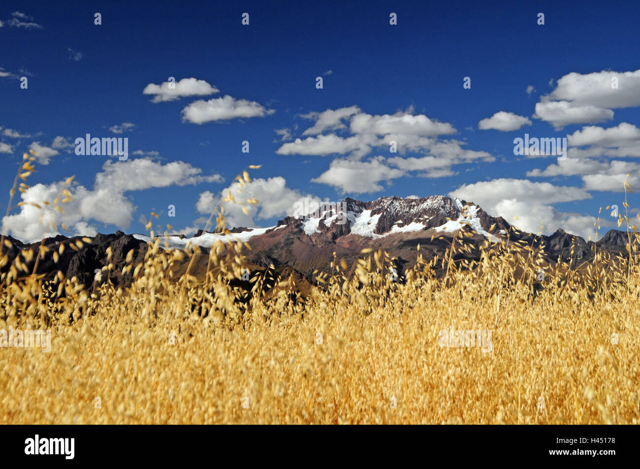 Peru, the Andes, grain-field Stock Photo - Alamy