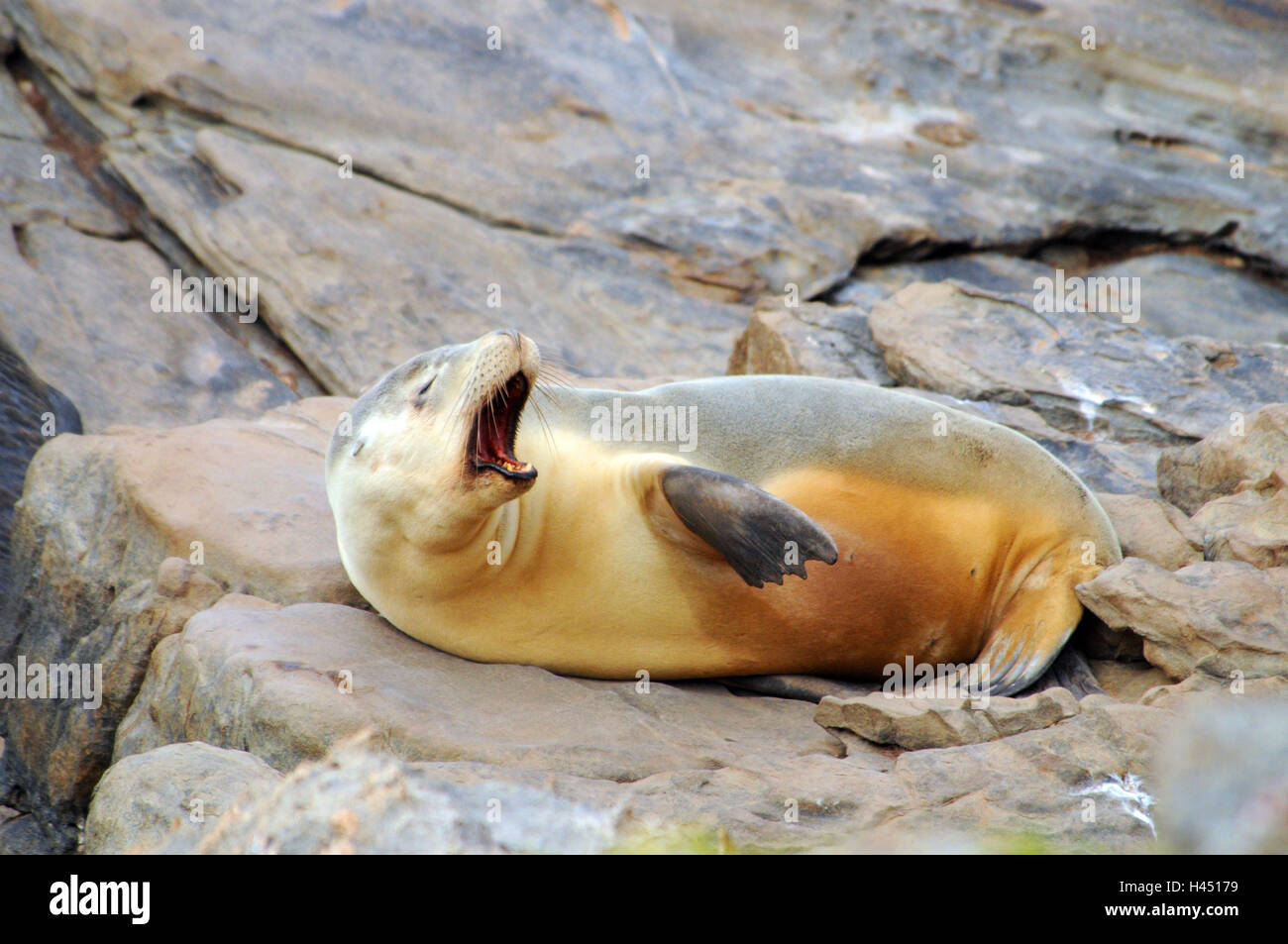 Sea lion, rock, lie, yawn Stock Photo - Alamy
