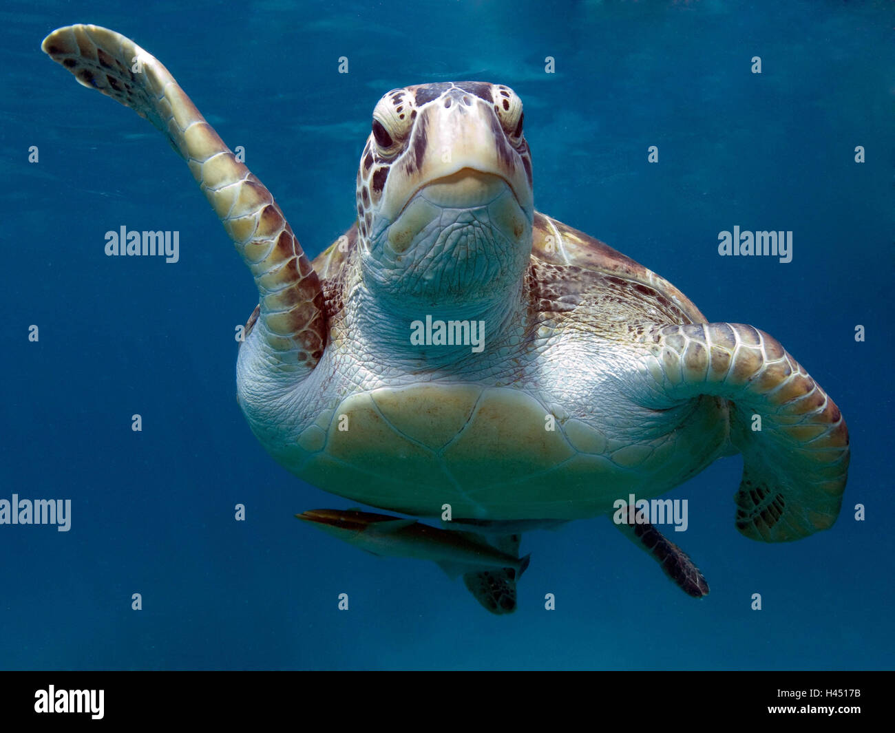 Animal habitat hi-res stock photography and images - Alamy
