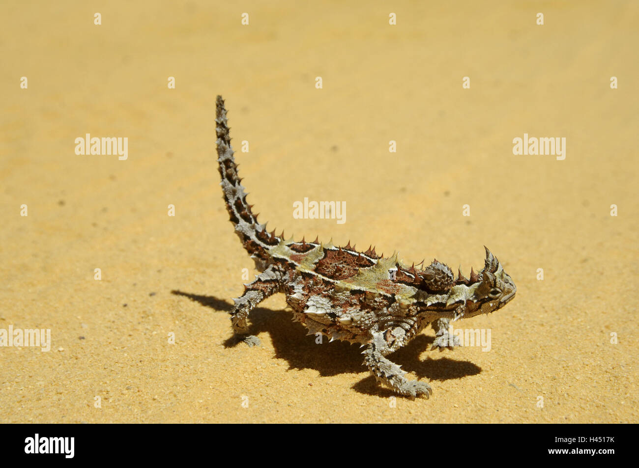 Australia, spike devil Stock Photo - Alamy
