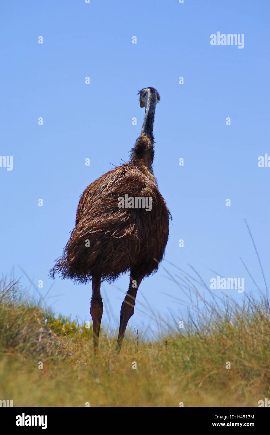 Emu, back view Stock Photo - Alamy
