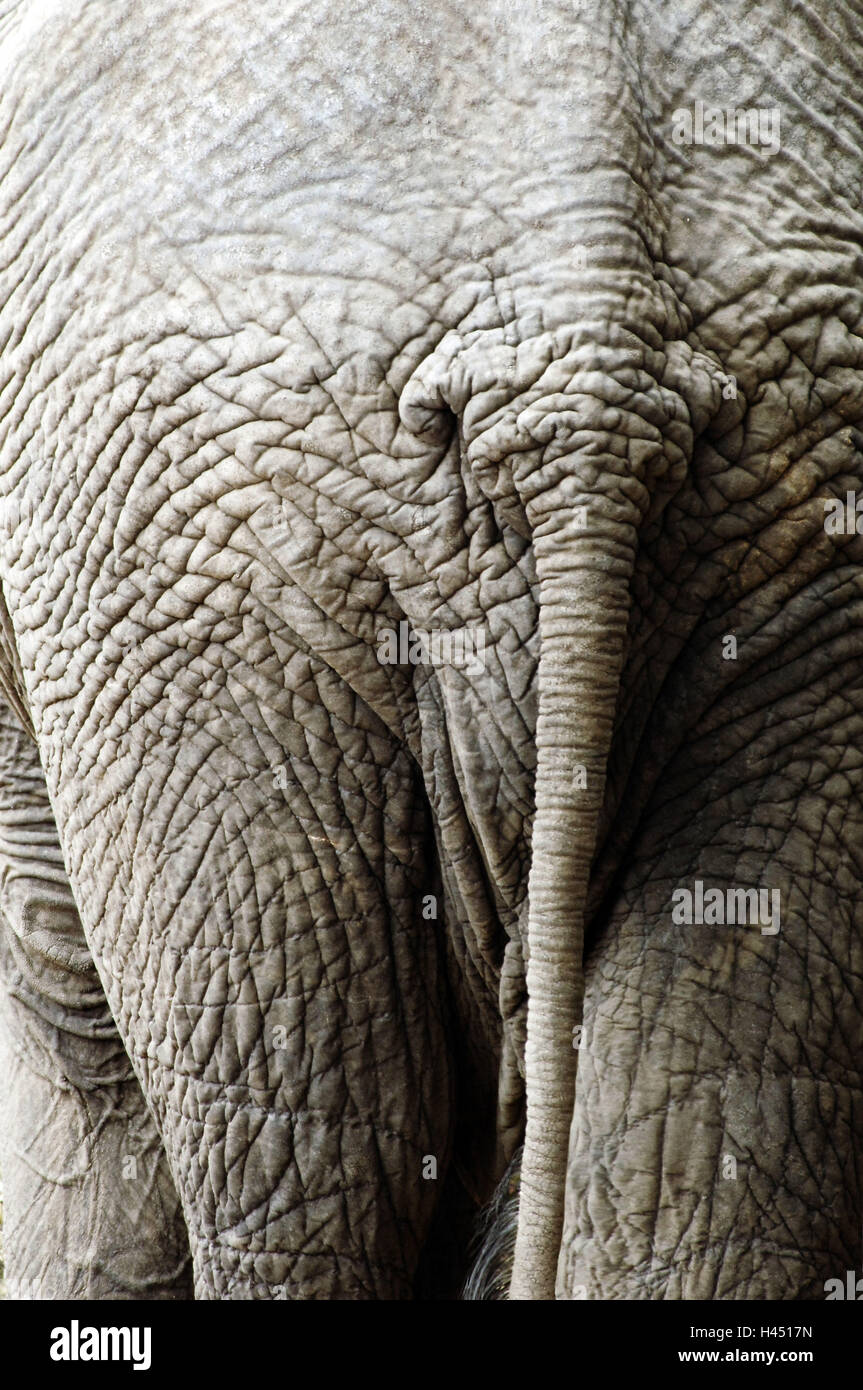 Elephant, back view, close-up Stock Photo - Alamy