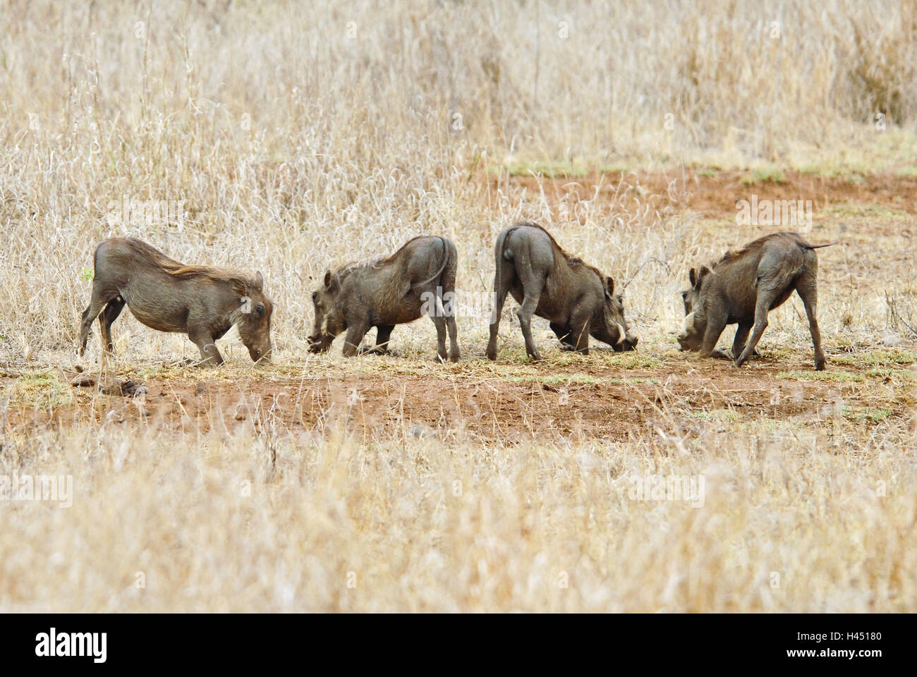 Warthogs hi-res stock photography and images - Alamy
