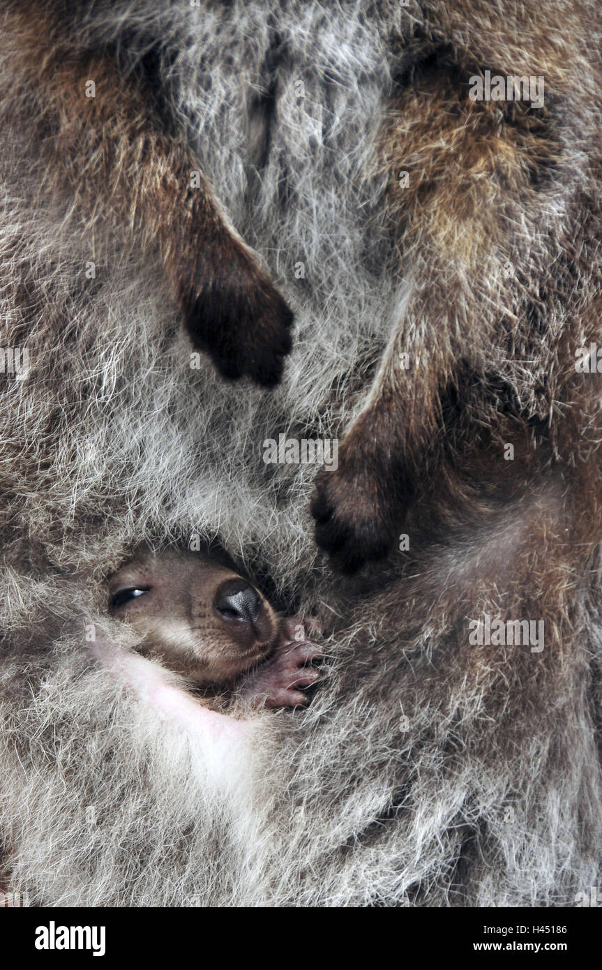 Australia, Kangaroo, young animal in mothers bag, medium close-up Stock ...
