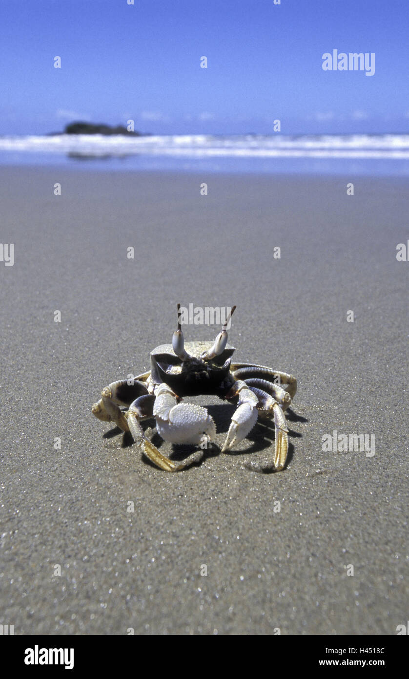Australia, beach, crab Stock Photo - Alamy