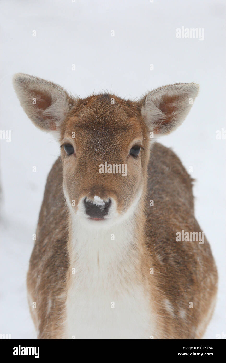 Fallow-deer, portrait, vertical format, fallow buck, female, Damwild ...