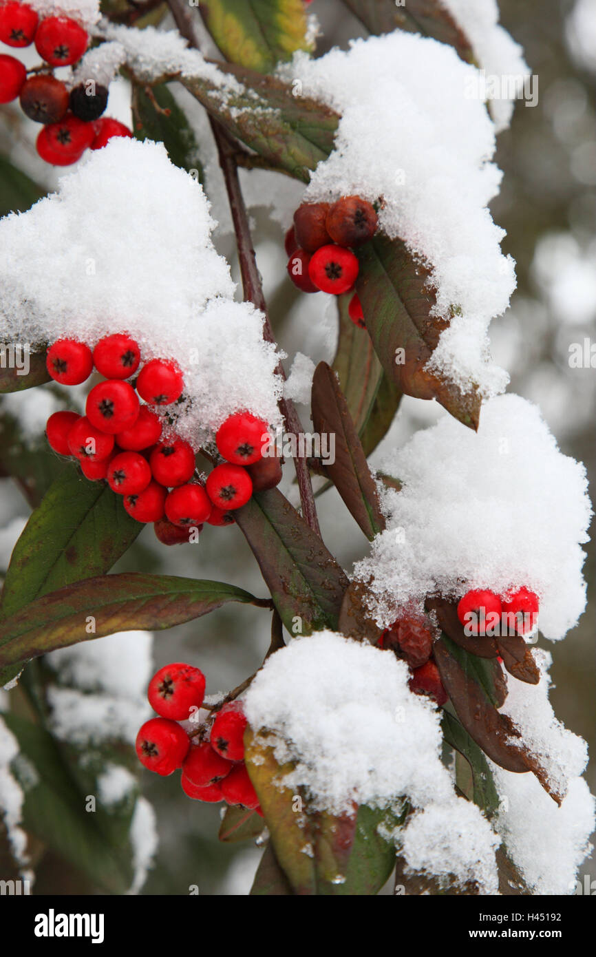 Snowball shrub, berries, snow, snowball shrub, snowball fruits, fruits ...