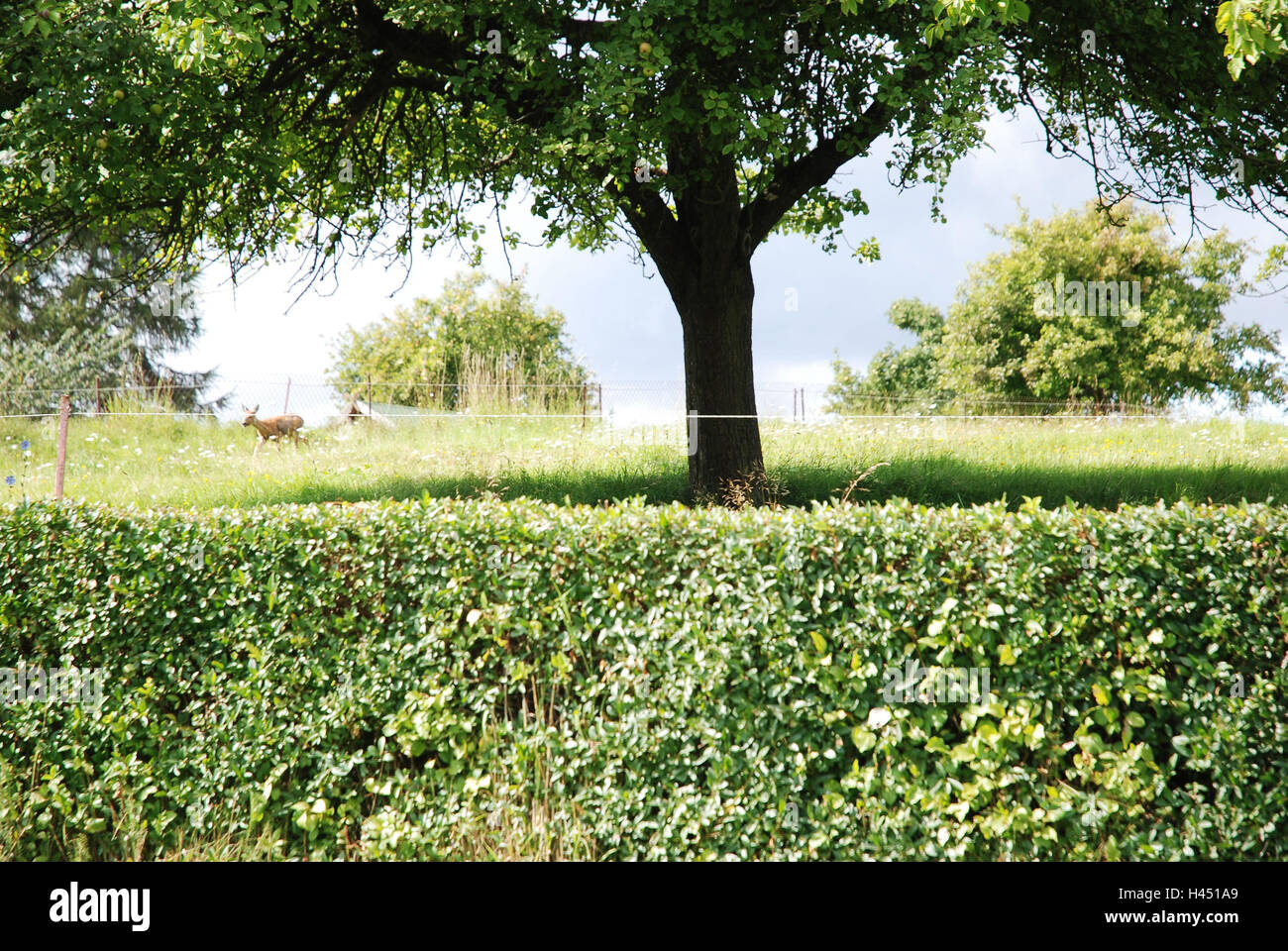 Venison, enclosure, tree, hedge Stock Photo - Alamy