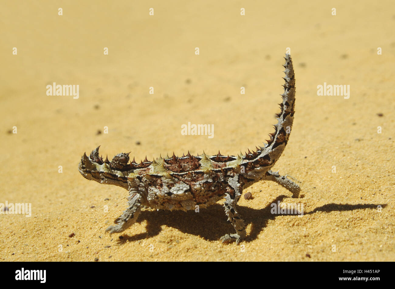Devil of australia hi-res stock photography and images - Alamy