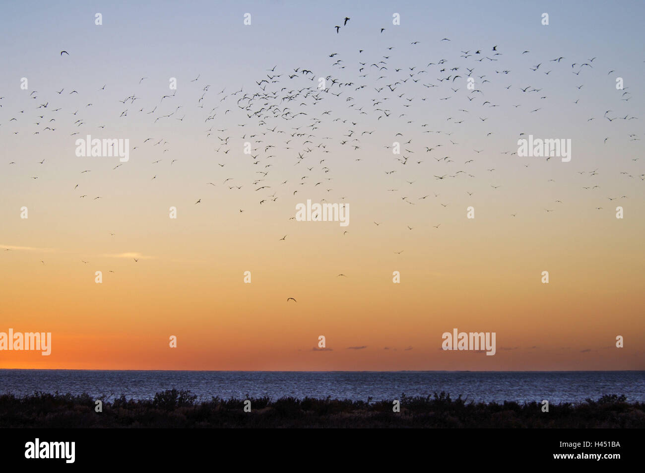 Bird's dream, evening mood Stock Photo - Alamy